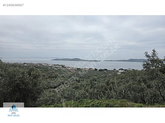 ERDEK NARLI'DA RÜZGAR GÜLLERİNİN ALTINDA VERİMLİ ZEYTİNLİK - Satılık ...