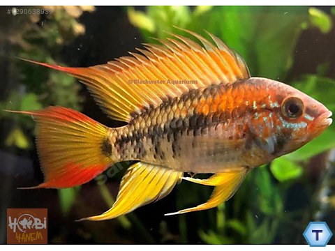 Cichlidler / Apistogramma / Cichlid - Apistogramma Macmasteri (Red ...