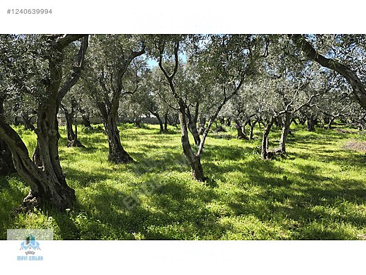 ERDEK NARLI MAHALLESİNDE YATIRIMLIK ARSA - Satılık Arsa İlanları ...