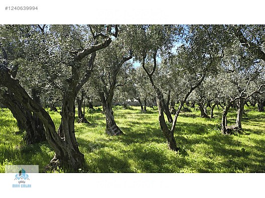 ERDEK NARLI MAHALLESİNDE YATIRIMLIK ARSA - Satılık Arsa İlanları ...