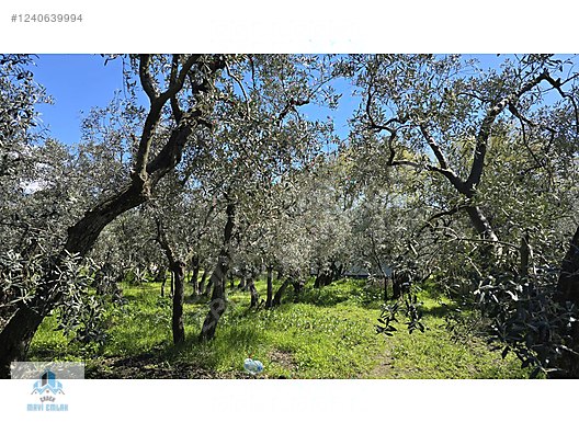 ERDEK NARLI MAHALLESİNDE YATIRIMLIK ARSA - Satılık Arsa İlanları ...