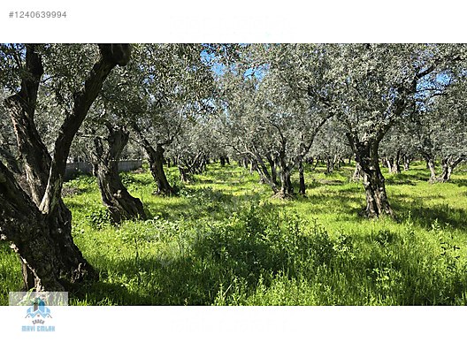 ERDEK NARLI MAHALLESİNDE YATIRIMLIK ARSA - Satılık Arsa İlanları ...