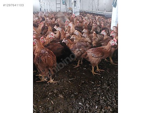 Tavuk / ataks lohman tindet ligorin Türken Sussex saso aşılı tavuklar ...