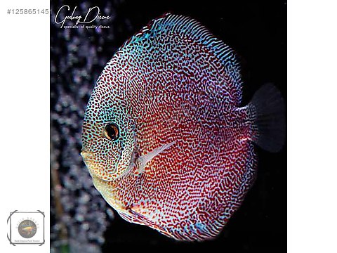 Cichlidler / Discus / SUPER PANTHERA 7-7.5CM TOP GRADE DİSCUS YAZA ÖZEL ...