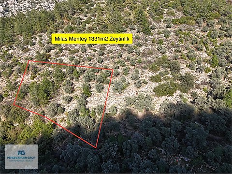 MİLASIN EN ÇOK TERCİH EDİLEN METMEŞ MAH. FIRSAT 1331m2 ZEYTİNLİK ...