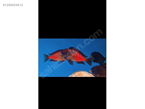 Cichlidler / Tropheus / red chimba 2CM F0 YAVRUSU sahibinden.comda ...