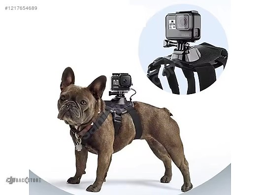 Dog gopro mount store