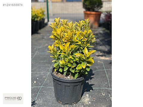 Taflan Bitkisi sahibinden.comda - 1241655974