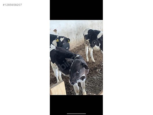 Boğa / Sahibinden 7-8 aylık düve ve danalar sahibinden.comda - 1285658207