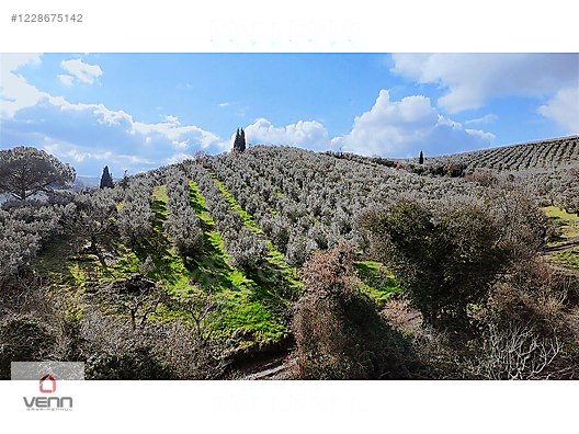 GEMLİK MURATOBA'DA 3862 m2 KÖYİÇİ İMARLI SATILIK ZEYTİNLİK! - Satılık ...