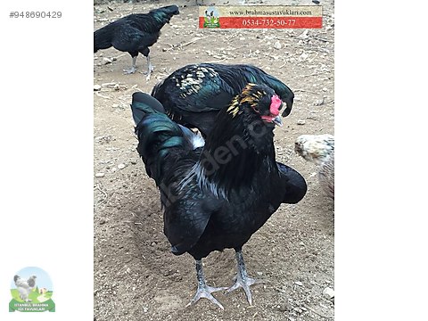 Tavuk / MAVİ YUMURTACI AMERİCUANA CİVCİV&YUMURTA-İSTANBUL SÜS TAVUKLARI ...