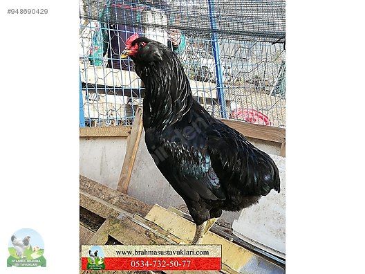 Tavuk / MAVİ YUMURTACI AMERİCUANA CİVCİV&YUMURTA-İSTANBUL SÜS TAVUKLARI ...