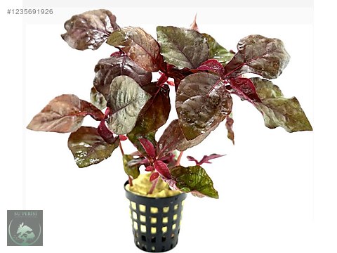 Hemigraphis Sp. Pink Saksı ---Su Perisi'nden--- sahibinden.comda ...