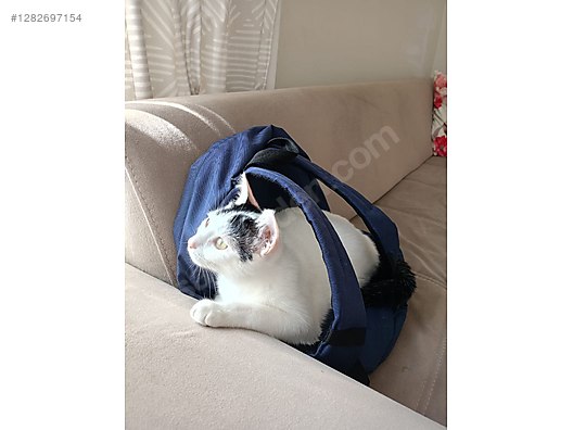 Kedi / Tekir / Kısırlaştırılmış Dişi Tekir sahibinden.comda - 1282697154