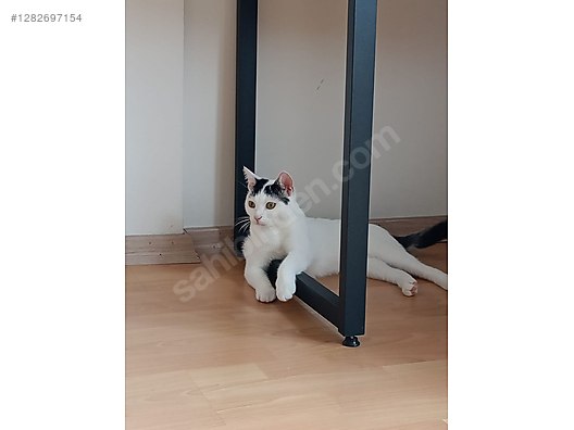 Kedi / Tekir / Kısırlaştırılmış Dişi Tekir sahibinden.comda - 1282697154