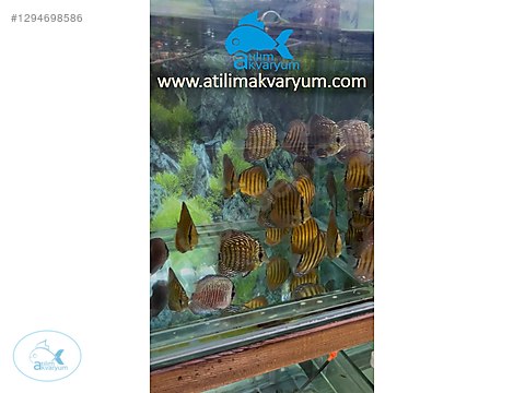 Cichlidler / Discus / KARIŞIK DİSCUS 8-12CM DİŞİLİ ERKEKLİ|WILD ...