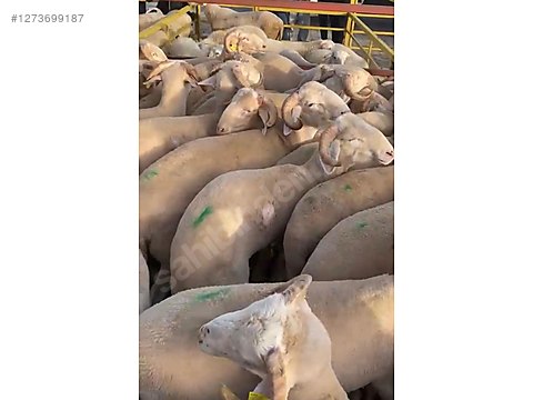Koyun / UYGUN ADAK KOYUN YERİ ENES ADAK FARKIYLA sahibinden.comda ...