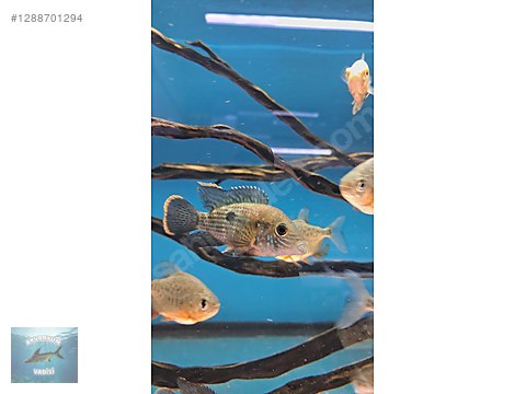 Cichlidler / Green Terror / Akvaryum vadisinden Green terör sahibinden ...