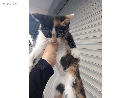 Kedi / Calico / dunya guzeline yuva sahibinden.comda - 1166711347
