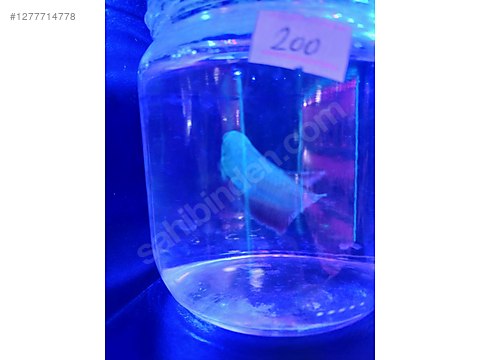 Labirentli Balıklar / Betta / Transgenetik Yeşil Gözlü Disi Bettalar ...