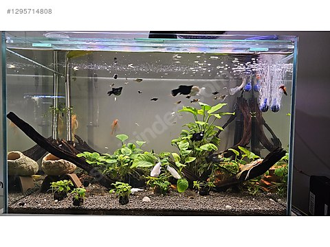 Canlı Doğuranlar / Molly / 2 adet Erkek Red Tail 1 adet balon moli ...