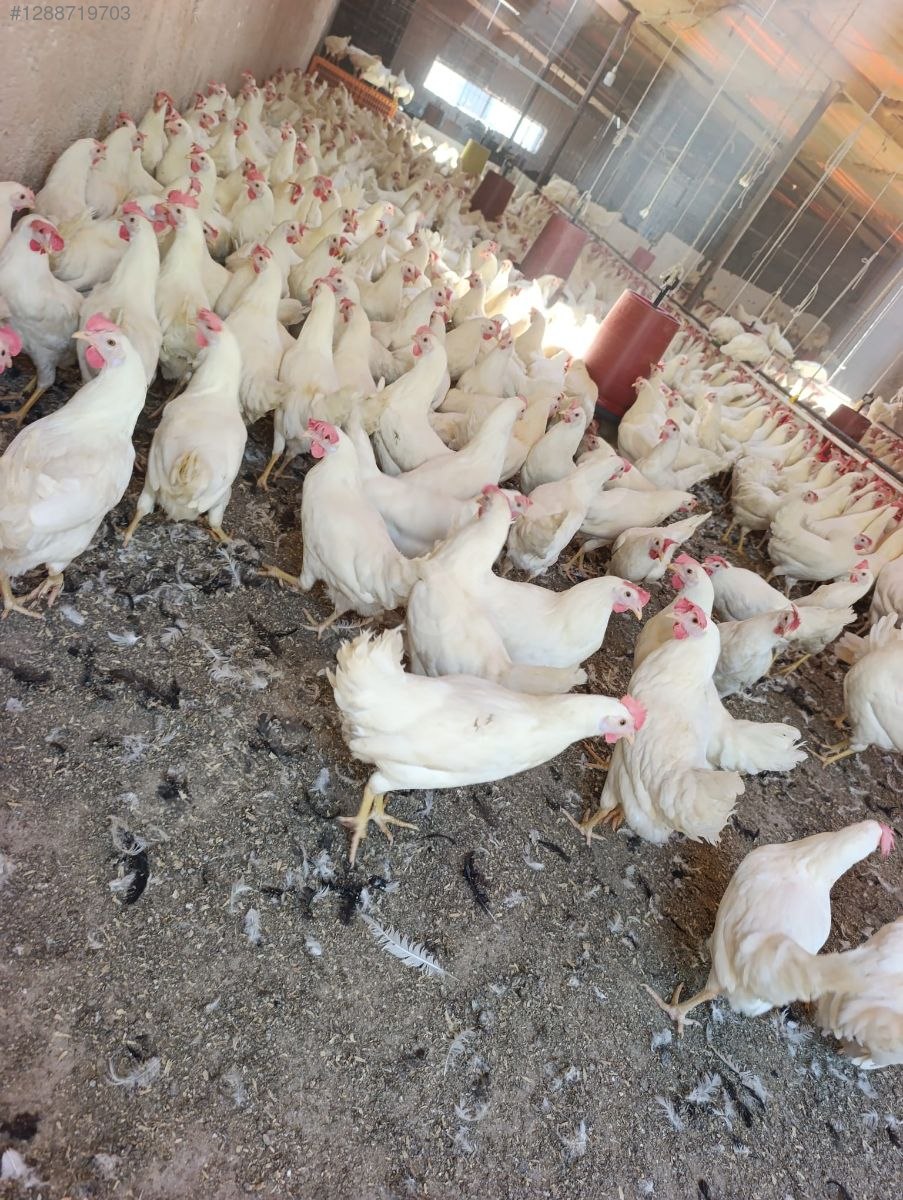 Tavuk / ÜRETİCİDEN ATAKS LOHMAN TİNDET SANDY LİGORİN KAPIDA ÖDEME 50 Ad ...