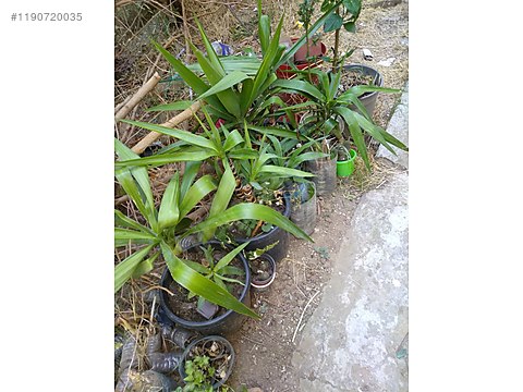 yucca palmiye hoya mum cicegi ahtapot çiceği hedera at sahibinden.com ...