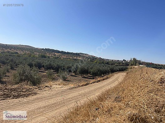 SEKİLİ'DE ETRAFI ÇEVRİLİ SATILIK HURMA VE ZEYTİN BAHÇESİ - Satılık Arsa ...