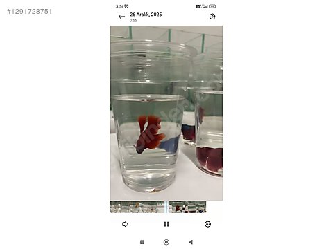 Labirentli Balıklar / Betta / BETA BALIK DİŞİ/ERKEK sahibinden.comda ...