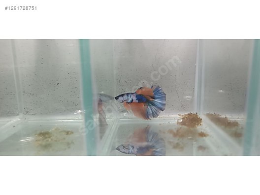 Labirentli Balıklar / Betta / BETA BALIK DİŞİ/ERKEK sahibinden.comda ...