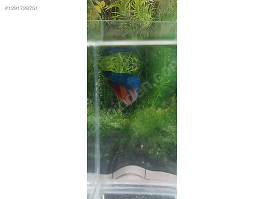 Labirentli Balıklar / Betta / BETA BALIK DİŞİ/ERKEK sahibinden.comda ...