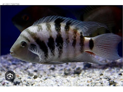 Cichlidler / Limon Ciklet / CİKLET BALIGI ZEBRA sahibinden.comda ...
