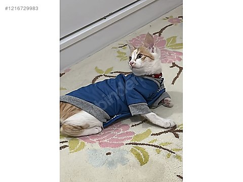 Kedi / Sarman / 2.5 aylık mırıl mırıl sarman bebek -Ankara sahibinden ...