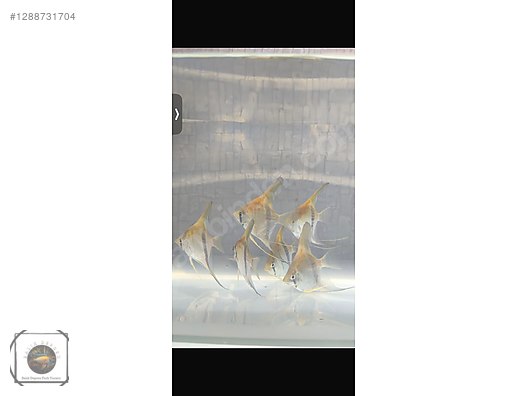 Cichlidler / Melek Balığı / Manacapuru Super Red Back 7-8CM MELEK ...