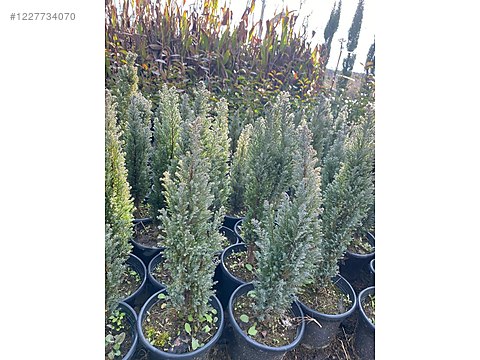 Mavi Elvudi çam (Mavi Elwoodii Çam) sahibinden.comda - 1227734070