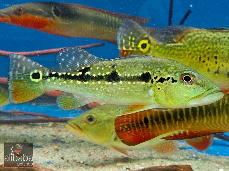 Sazansıgiller / Diğer Türler / PİNİMA PEACOCK BASS 8 CM ALİ BABA ...