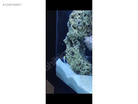 Aquaforest AF Bio Sand Tuzlu Su Canlı Kum sahibinden.comda - 1249744871