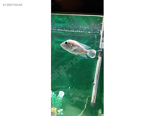 Cichlidler / Green Terror / 10 adet green terror yer İstanbul fatih ...