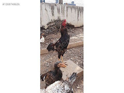 Tavuk / karışık hint ve köy tavuk ve ferik sahibinden.comda - 1269748626
