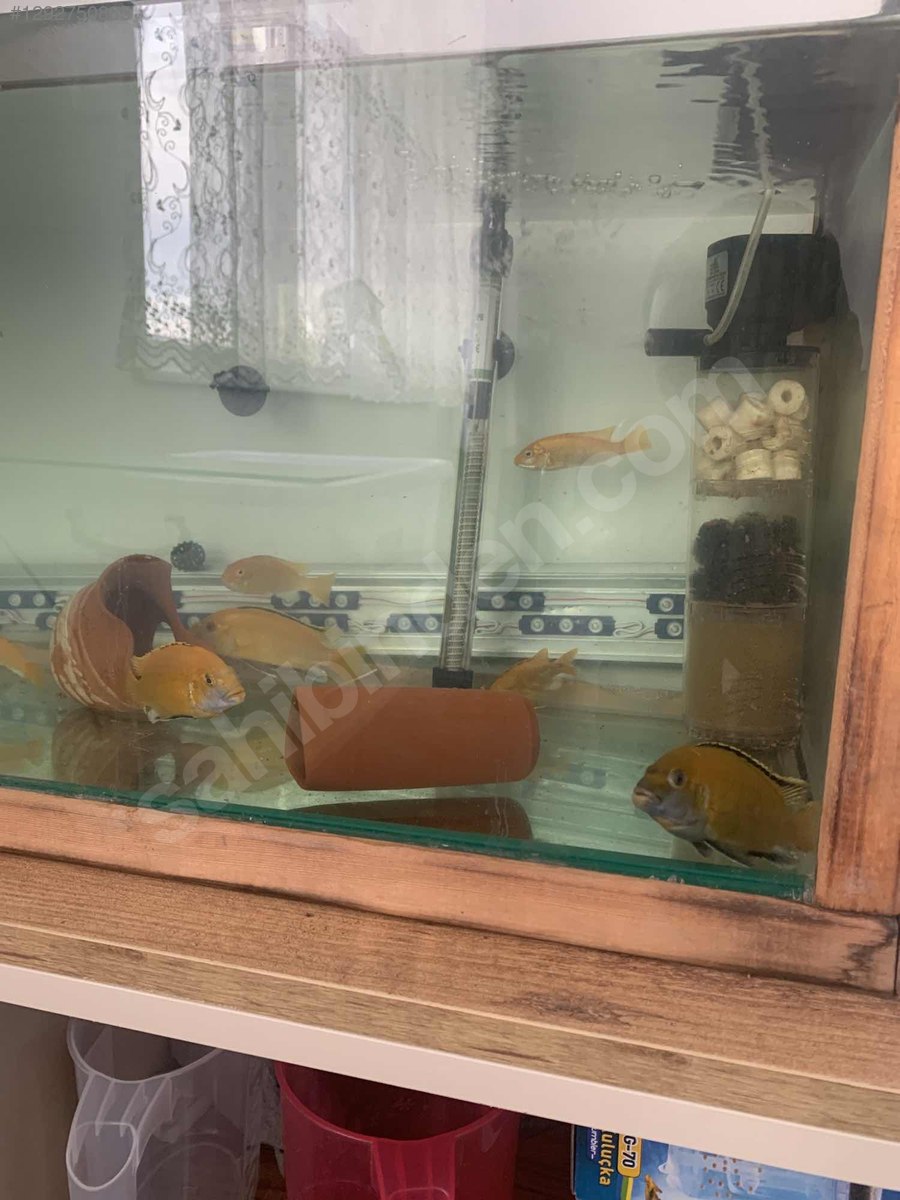 Cichlidler / Sarı Prenses / 1 erkek 2 dişi sahibinden.comda - 1292750885