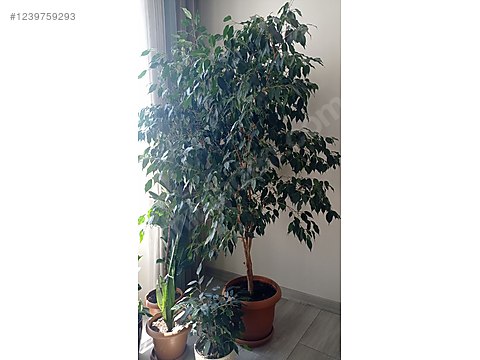 Benjamin Bitkisi ( Ficus Benjamina) 177 cm uzunluğunda sahibinden.comda ...
