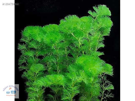 İTHAL CABOMBA CAROLİNİANA CANLI BİTKİ on sahibinden.com - 1294759591