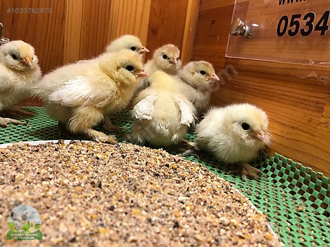 Tavuk / OSMANLI SULTAN TAVUK CİVCİVLERİ TÜM TÜRKİYEYE GÖNDERİM VAR ...