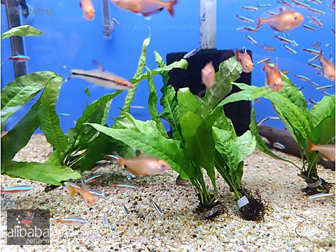JAVA FERN ALİ BABA AKVARYUM & PETSHOP sahibinden.comda - 1235765153