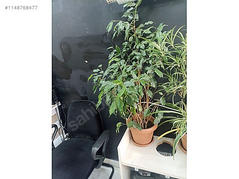 benjamin cicegi sahibinden.comda - 1148768477