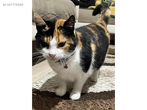 Kedi / Calico / Üç renkli calico kedi sahibinden.comda - 1167775345