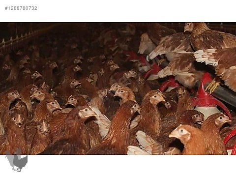 Tavuk / ÜCRETSİZ TESLİMAT ATAKS LOHMAN BROWN LİGORİN TİNTED CORAL SUSEX ...