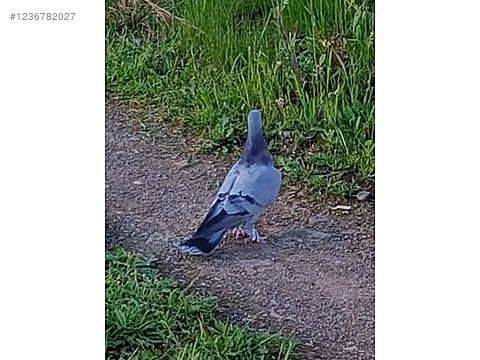 Güvercin / DUMANLI ERKEK sahibinden.comda - 1236782027