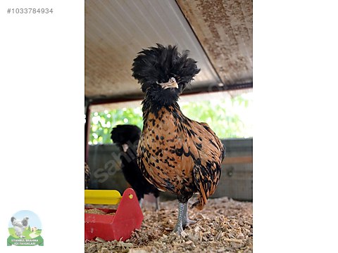 Kuluçkalık Yumurta / KULUÇKALIK FİZAN TAVUK YUMURTALARI - GOLD GÜMÜŞ ...