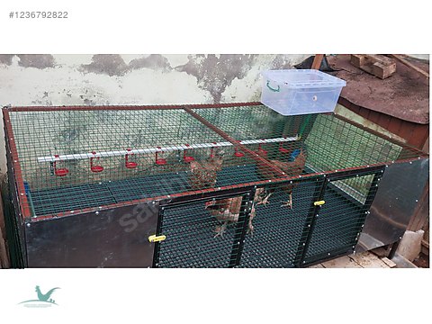 BAHÇE TİPİ TAVUK KAFESİ otomatik yemlik suluklu at sahibinden.com ...